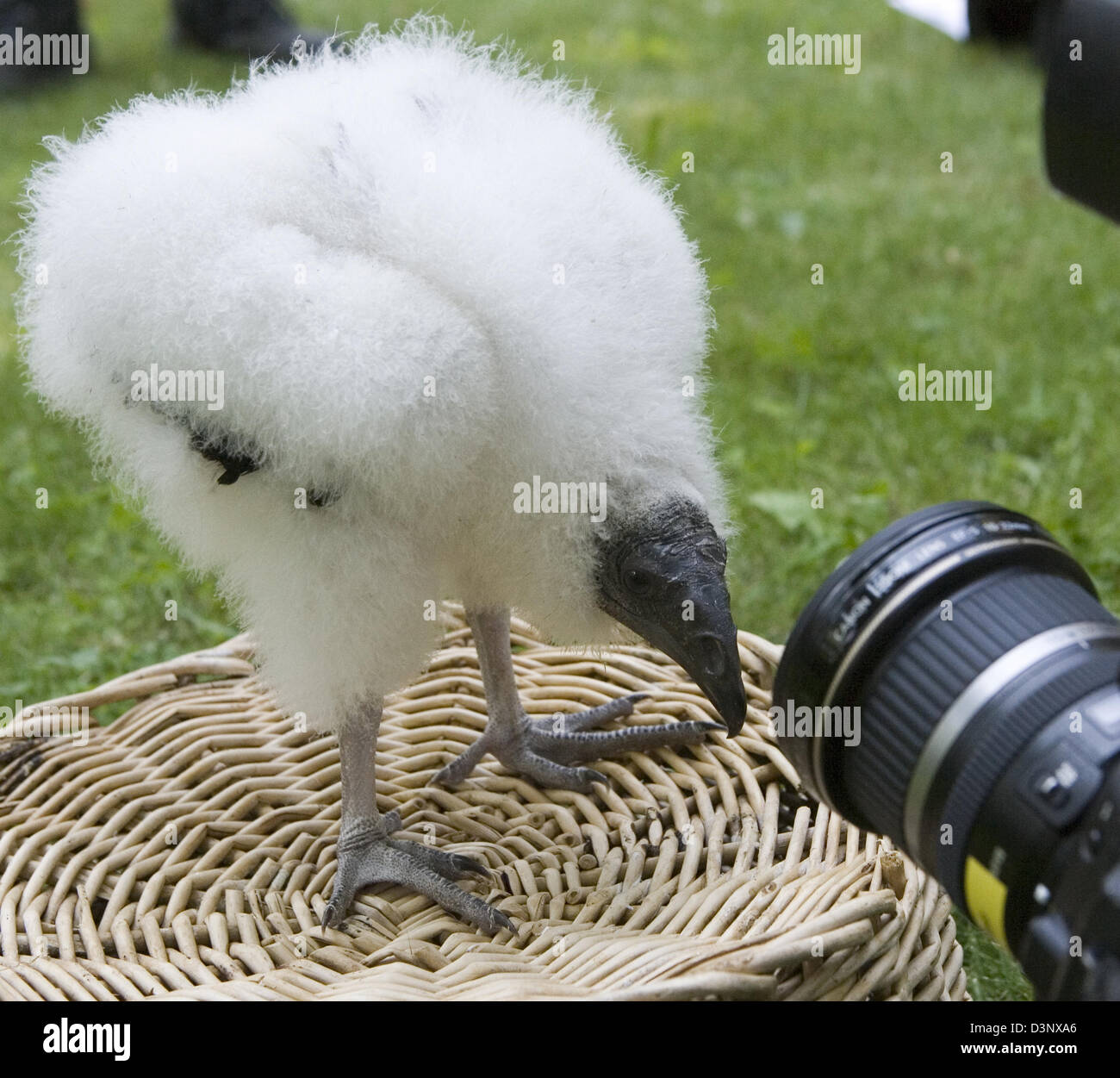 Chick habitat zoo hi-res stock photography and images - Alamy