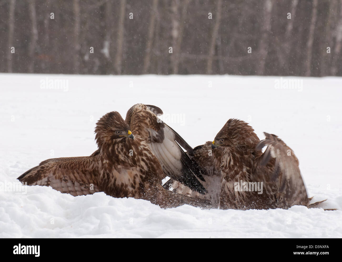 Buzzard fight hi-res stock photography and images - Alamy