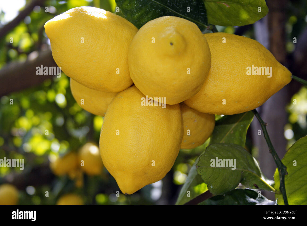The photo shows lemons on a tree at a lemo plantation on the Italian ...