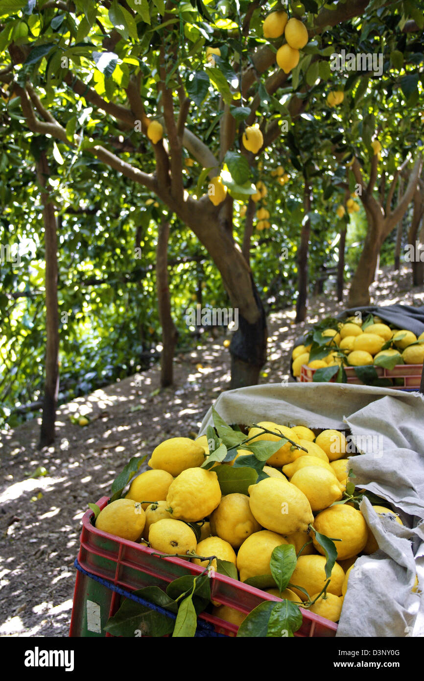 The photo shows harvested lemons at a lemon plantation on the Italian ...