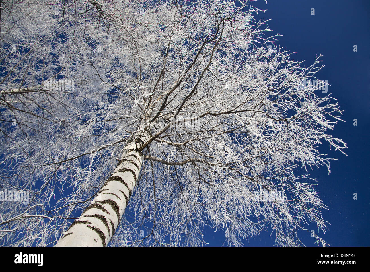 Beautiful winter landscape snow tree hi-res stock photography and ...