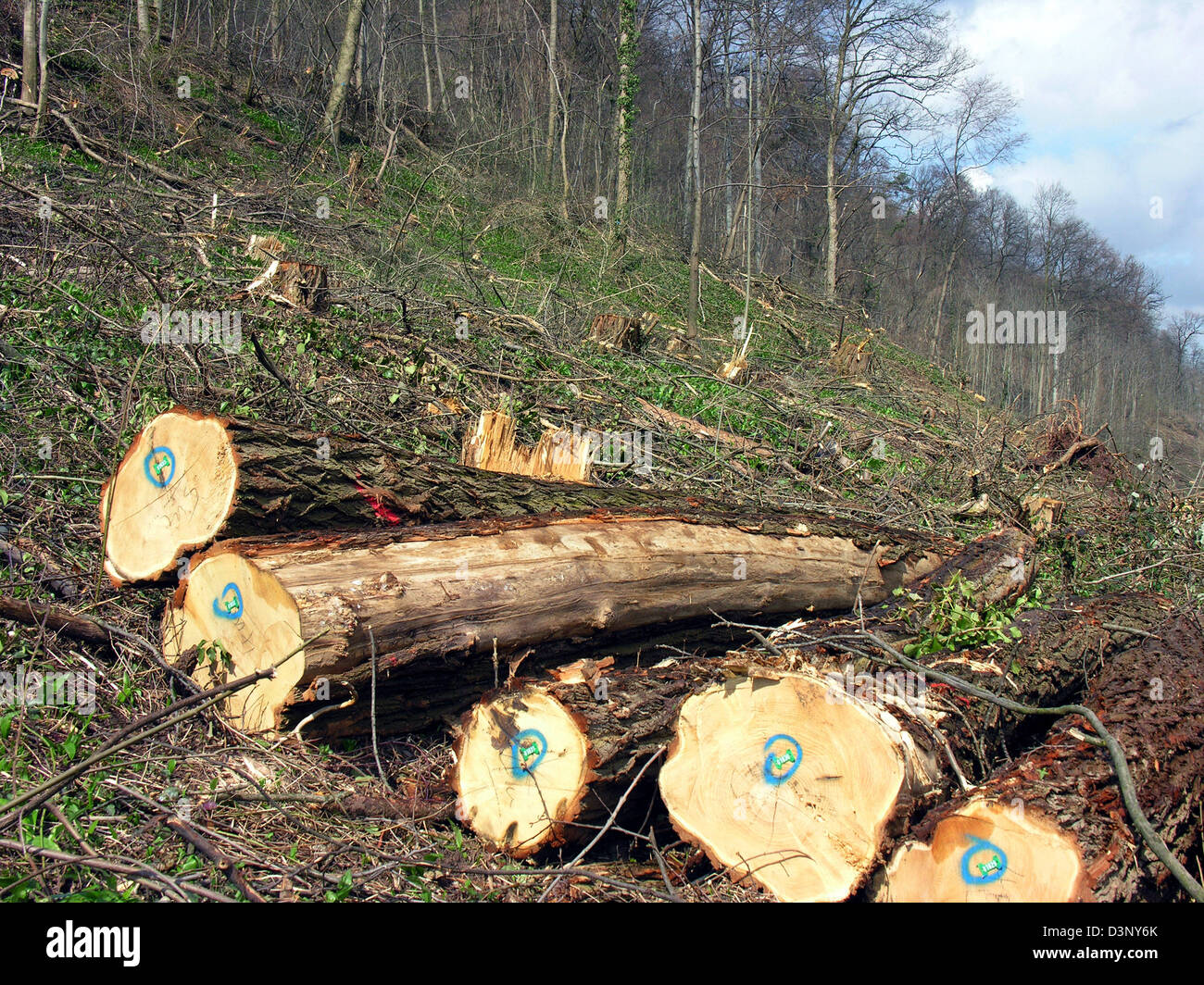 The photo shows a cleared forest patch with tree logs lying on the ...