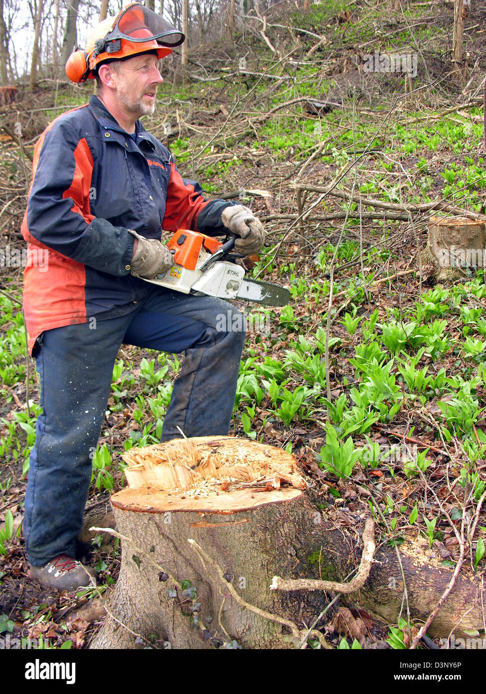 A lumberman with a chainsaw stands next to a stump of a cut down tree ...