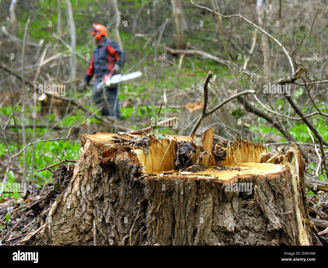 A lumberman with a chainsaw stands behind a stump of a cut down tree ...