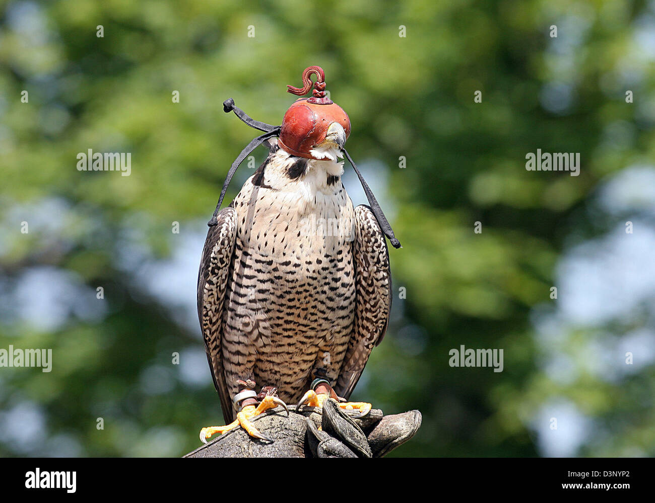 Peregrine Falcon Mask