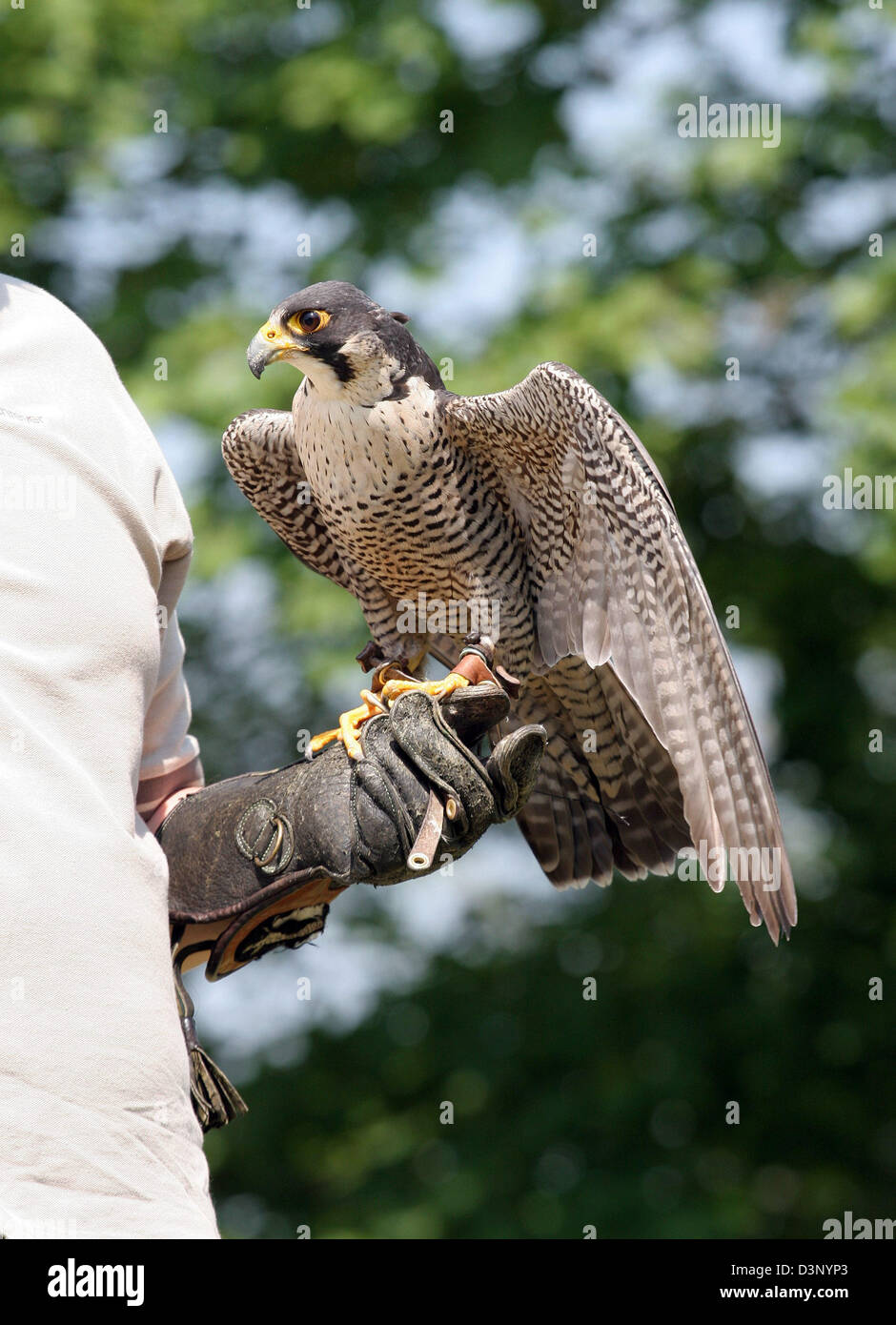 A peregrine falcon pictured during a show in Pappenheim, Germany, 18 ...