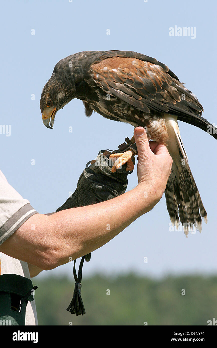 A harris hawk pictured during a show in Pappenheim, Germany, 18 June ...
