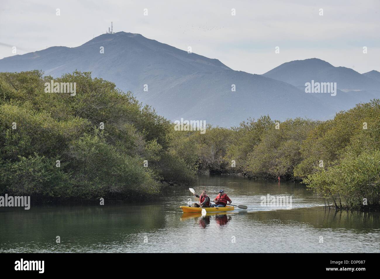 Kayaking in Kalba (Sharjah Emirate) on the oldest mangrove Arabia Stock ...