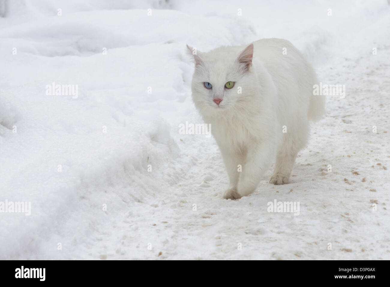 White cat in snow hi-res stock photography and images - Alamy