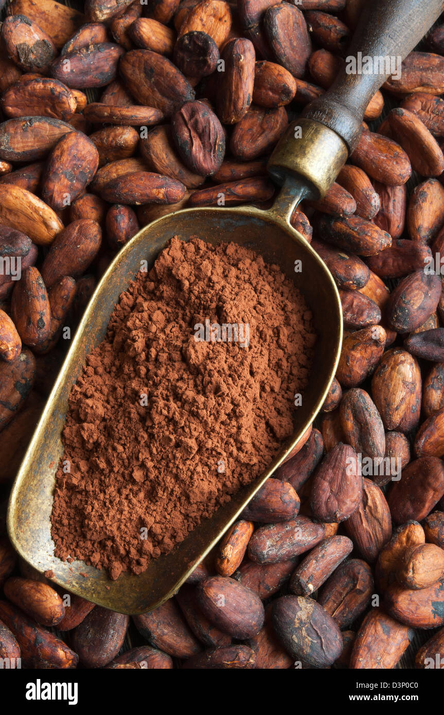 cocoa beans and retro scoop with cocoa powder Stock Photo - Alamy