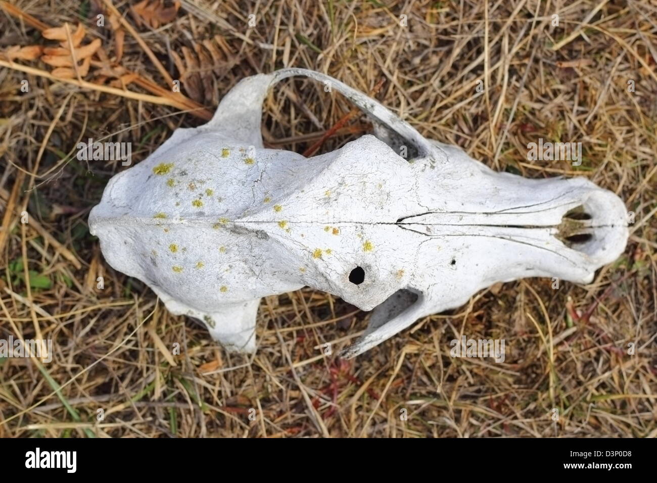 Dog skull anatomy hi-res stock photography and images - Alamy