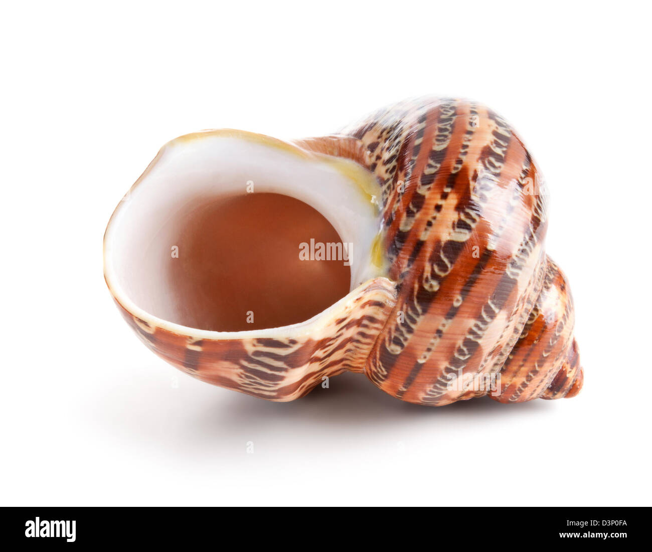 Seashell in close-up isolated on a white background Stock Photo - Alamy