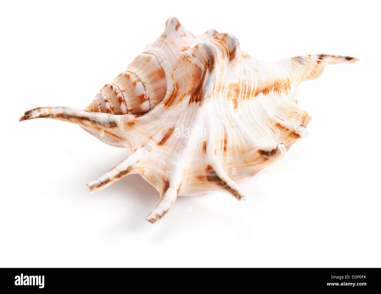 Seashell in close-up isolated on a white background Stock Photo - Alamy