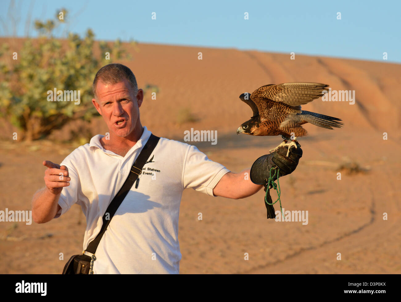 A falcon in a presentation on falconry in the desert in the emirate of ...