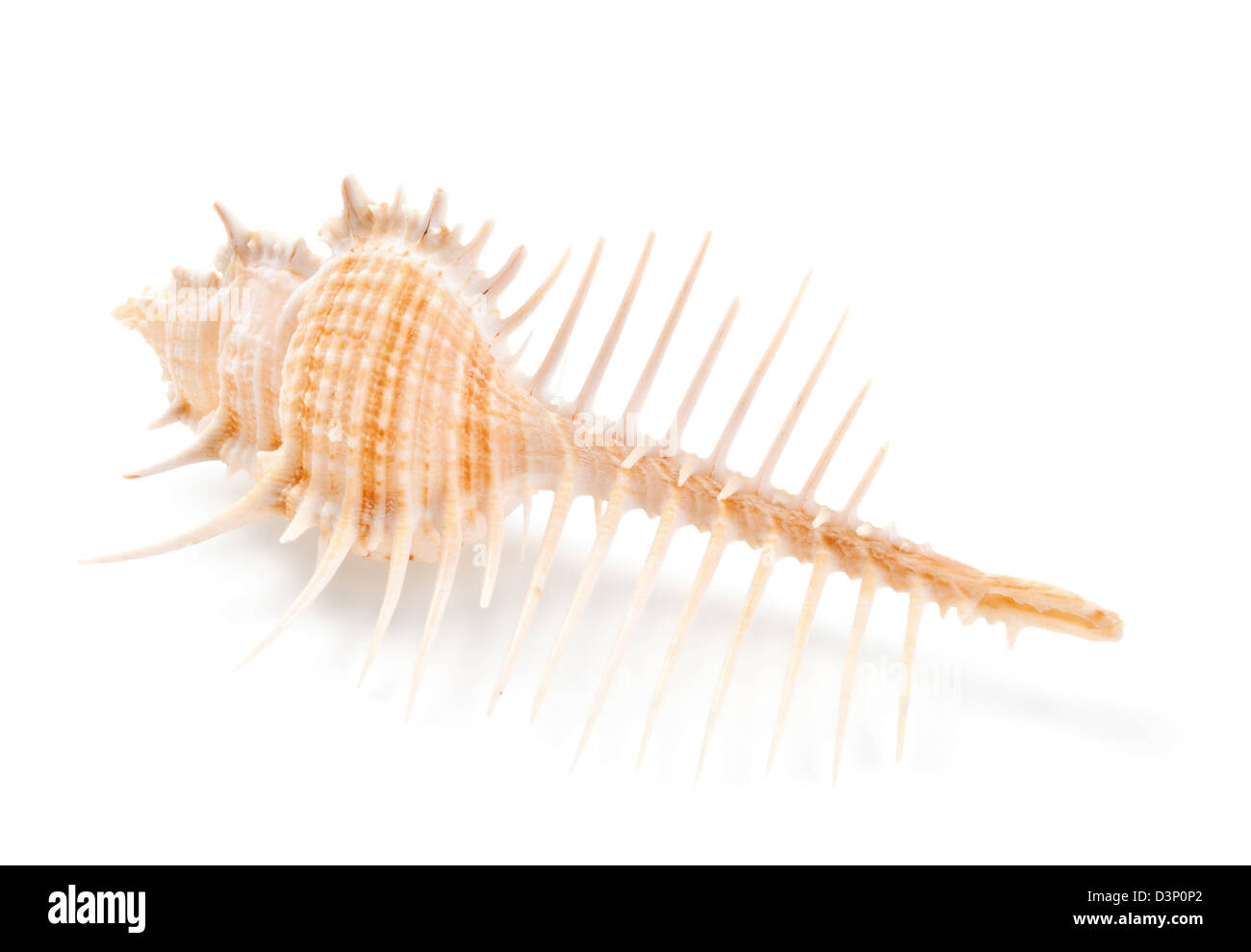 Seashell hi-res stock photography and images - Alamy
