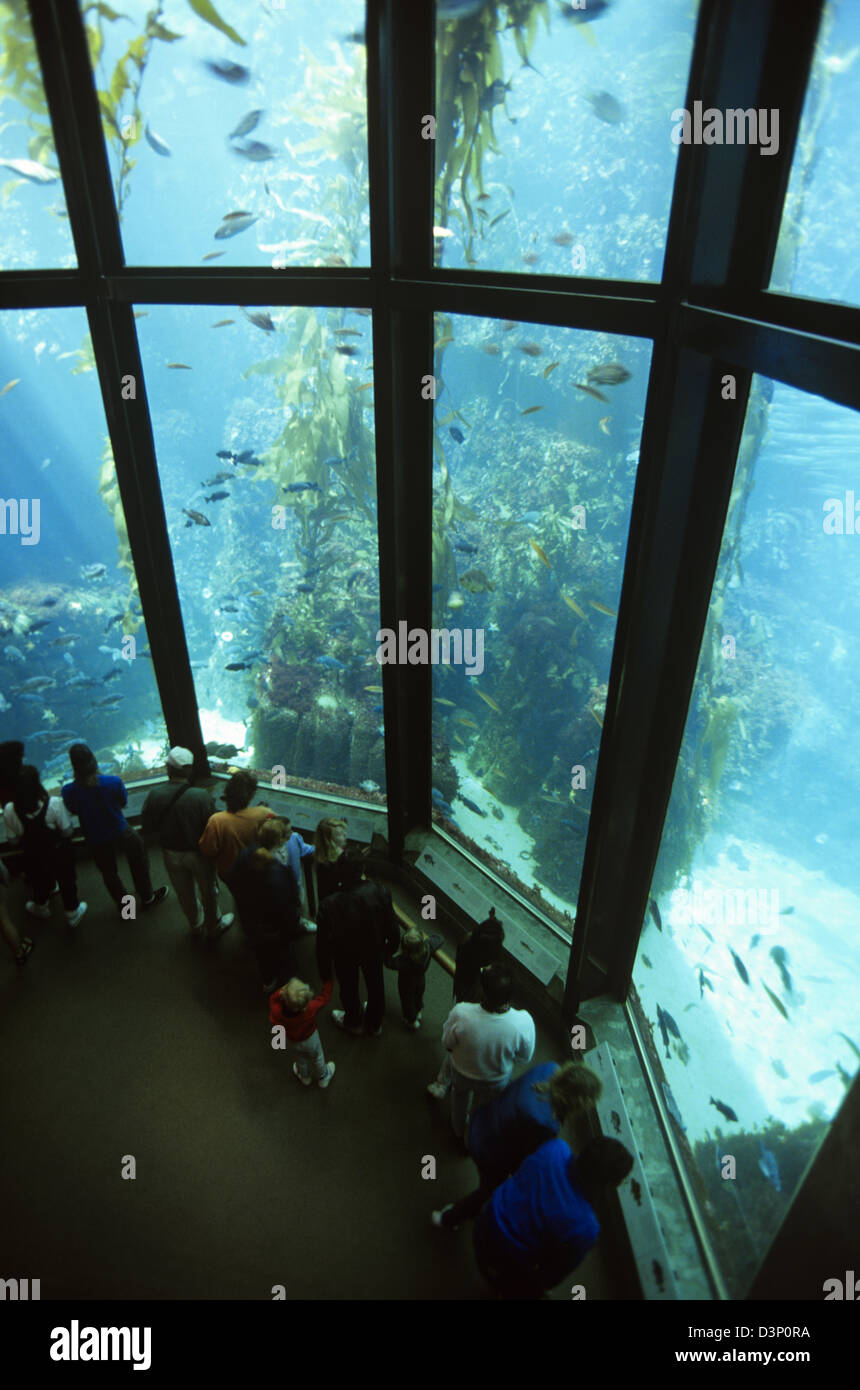 "Kelp Forest", Monterey Bay Aquarium, Monterey, California, USA Stock ...