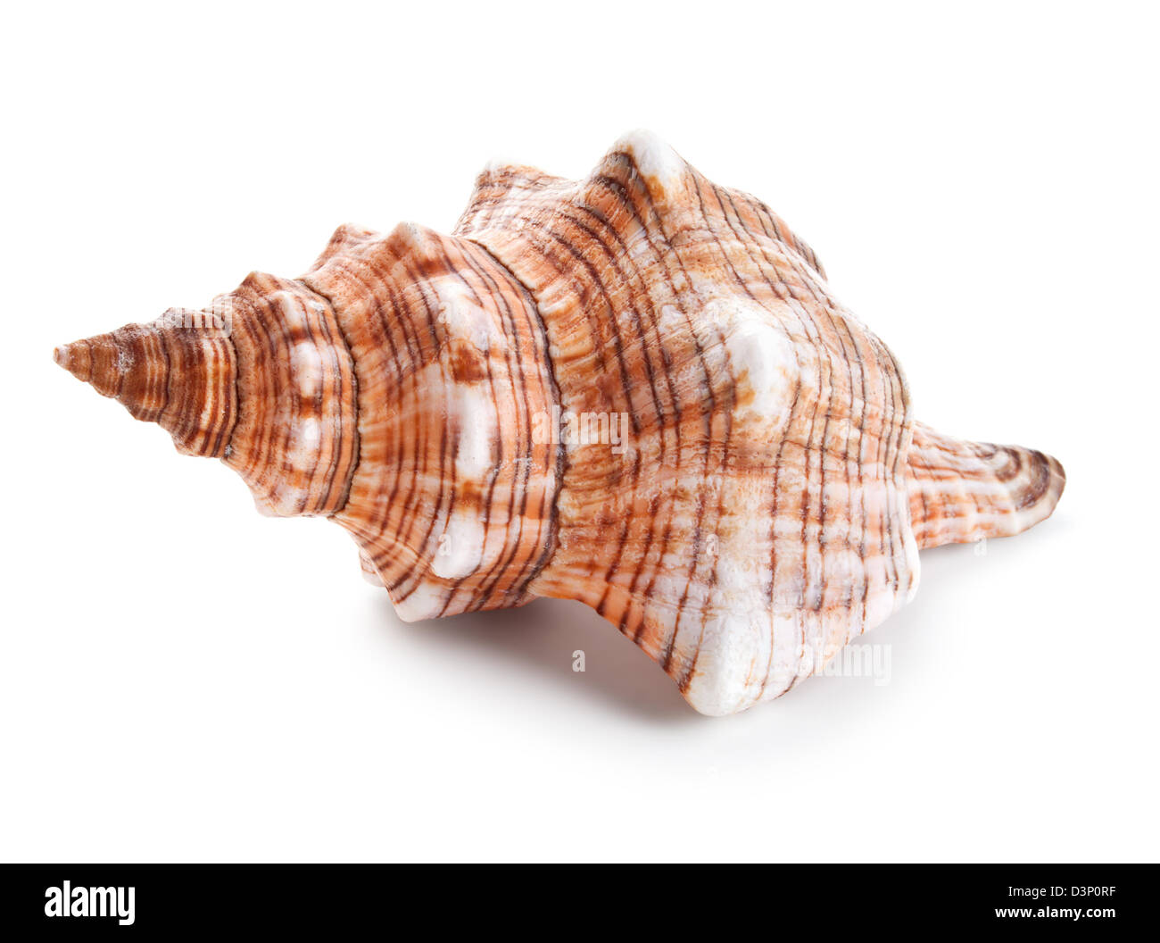 Seashell in close-up isolated on a white background Stock Photo - Alamy