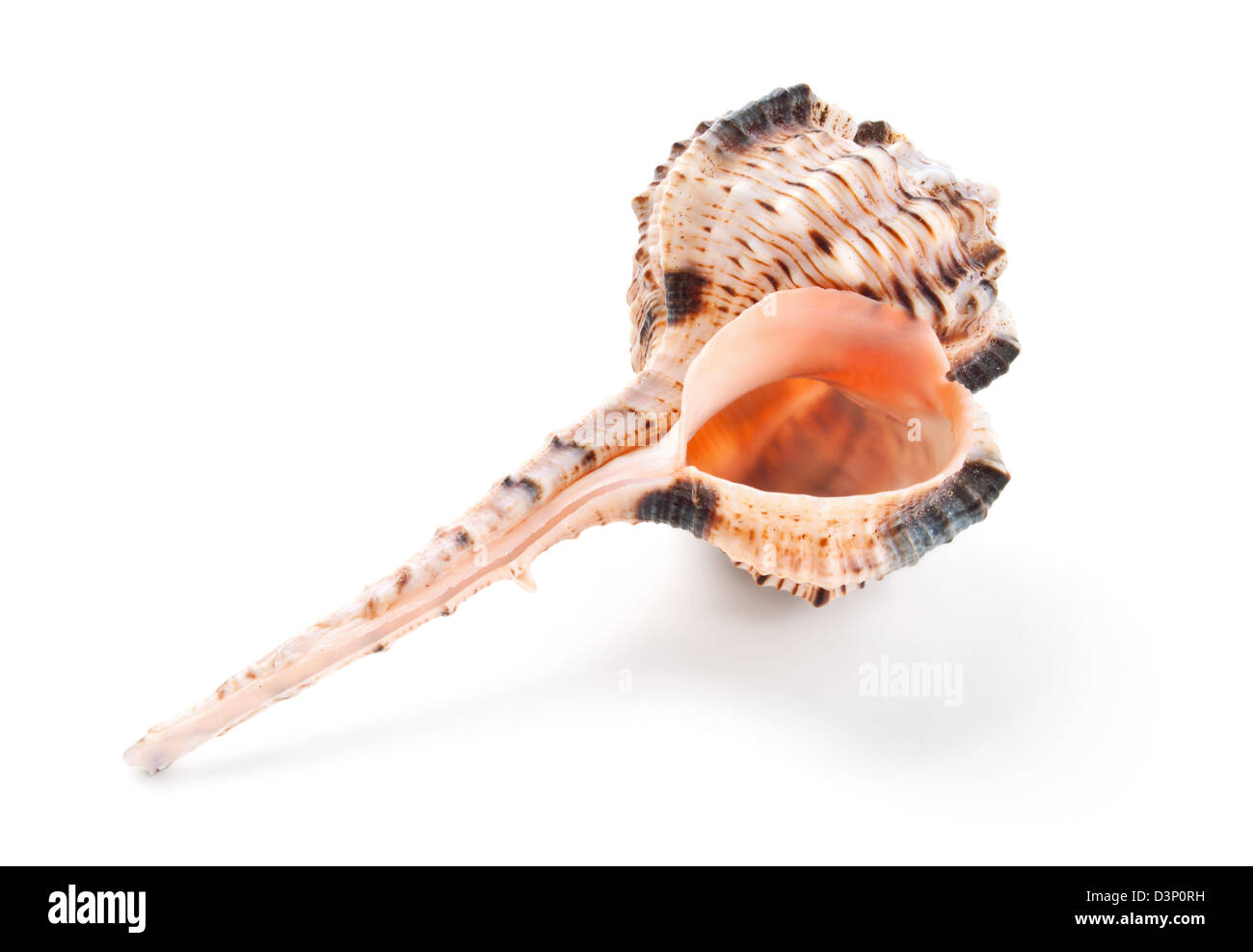 Seashell in close-up isolated on a white background Stock Photo - Alamy