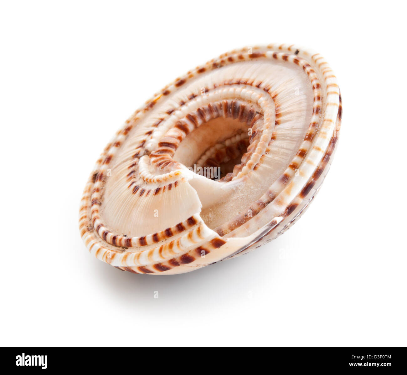 Seashell in close-up isolated on a white background Stock Photo - Alamy