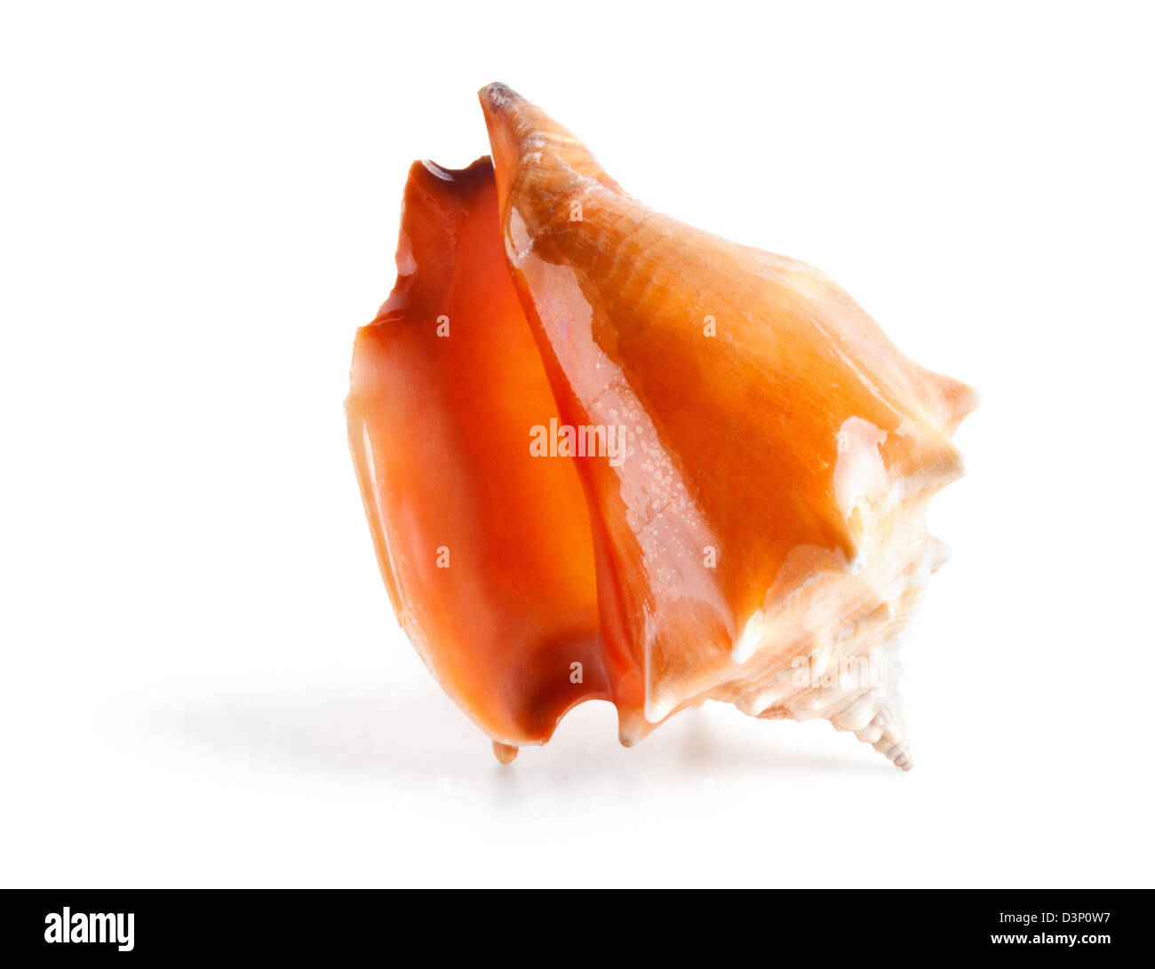 Seashell in close-up isolated on a white background Stock Photo - Alamy