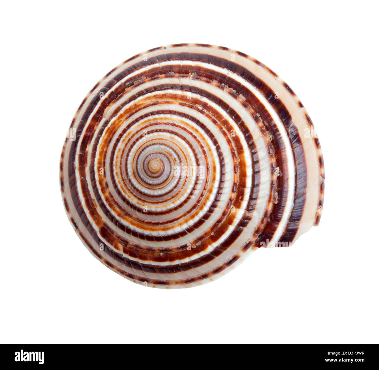 Seashell in close-up isolated on a white background Stock Photo - Alamy