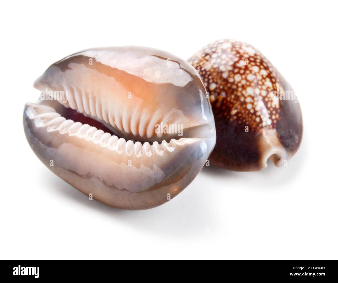 Seashell in close-up isolated on a white background Stock Photo - Alamy