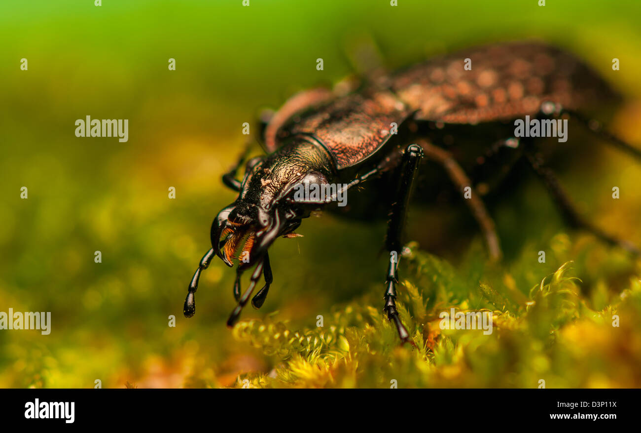 Carabus arvensis hi-res stock photography and images - Alamy