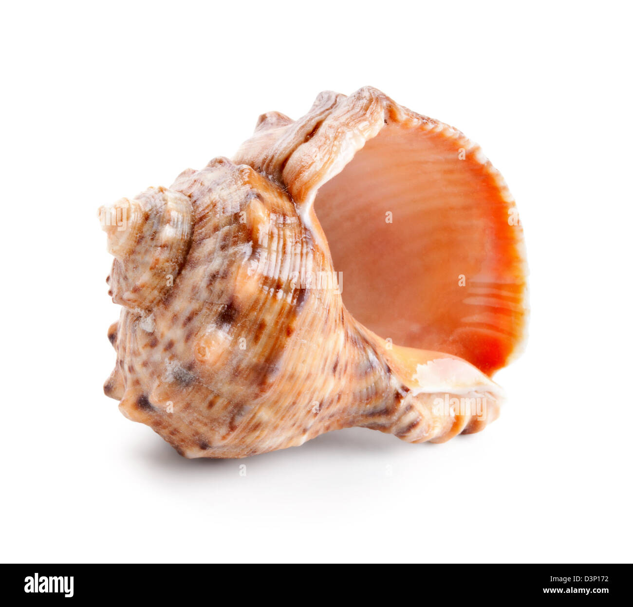 Seashell in close-up isolated on a white background Stock Photo - Alamy