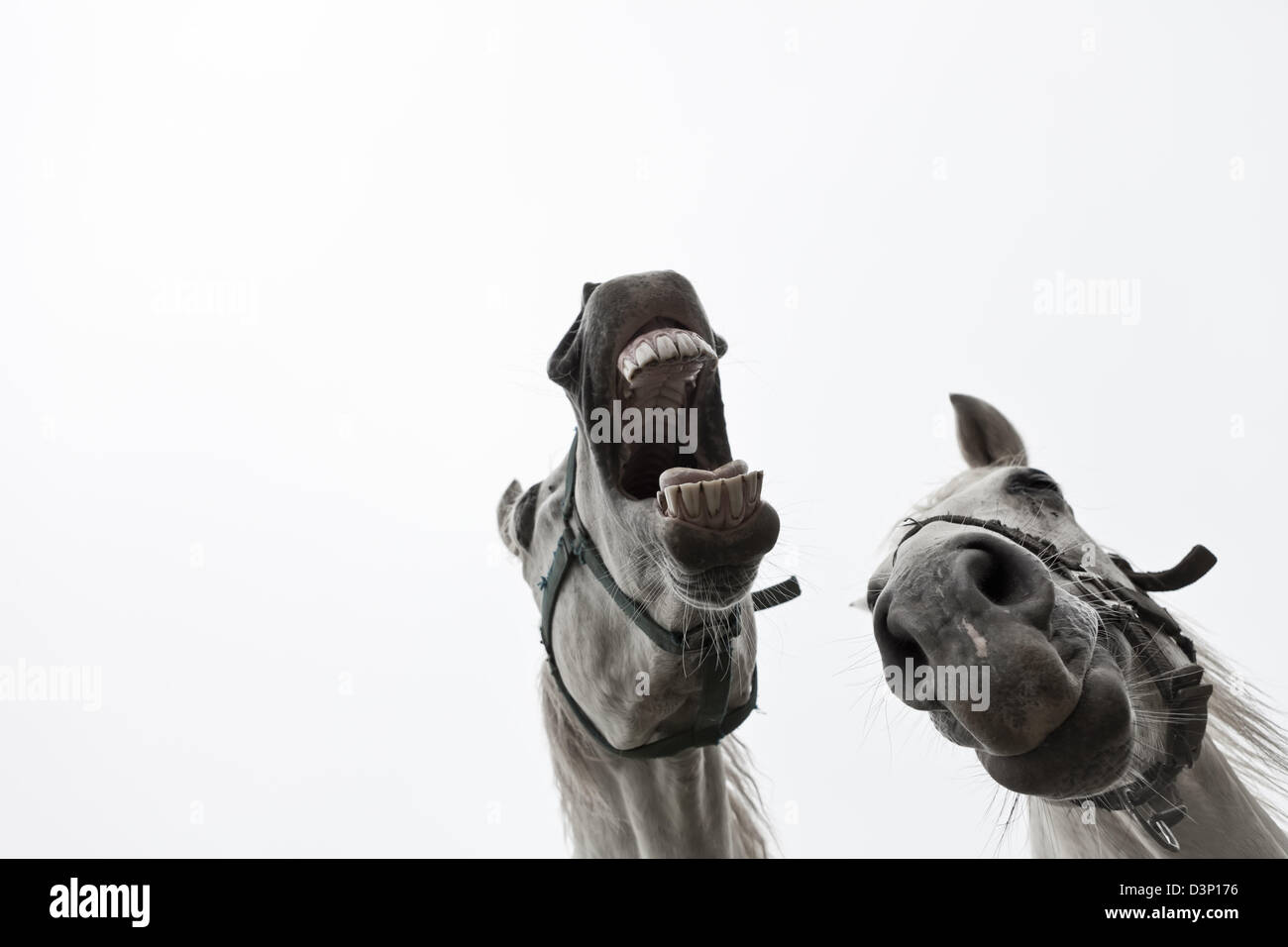 White horses whinnying againt the backdrop of a white sky Stock Photo ...