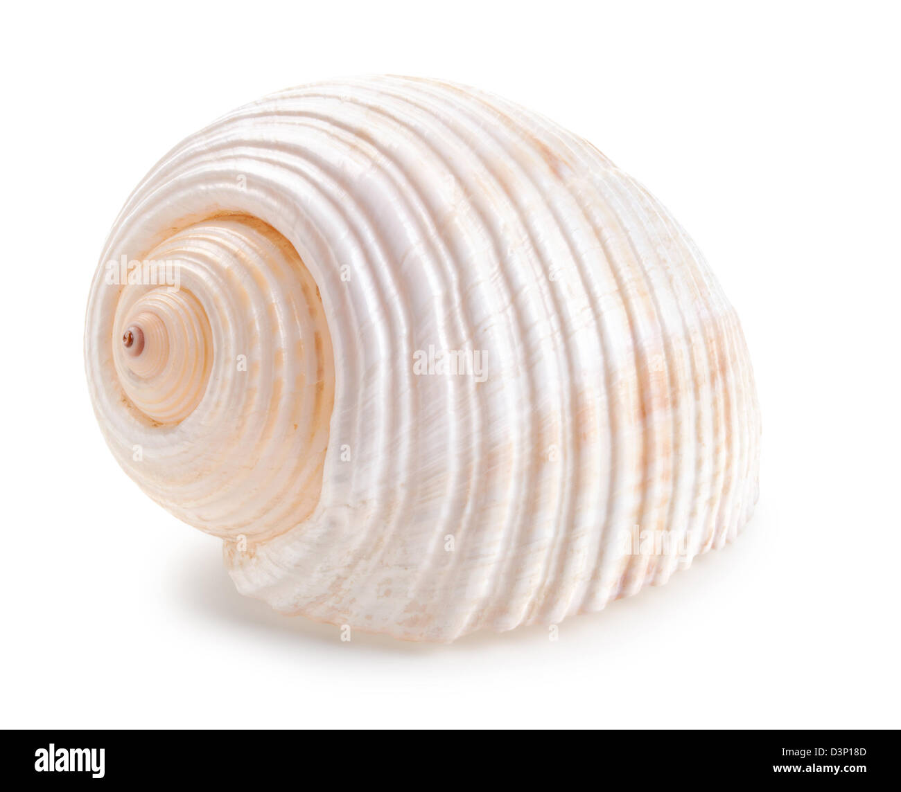 Seashell in close-up isolated on a white background Stock Photo - Alamy