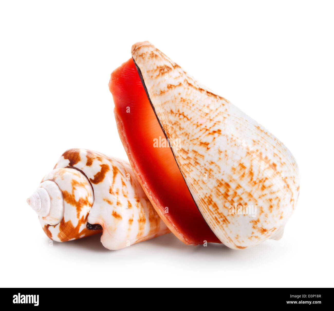 Seashell in close-up isolated on a white background Stock Photo - Alamy