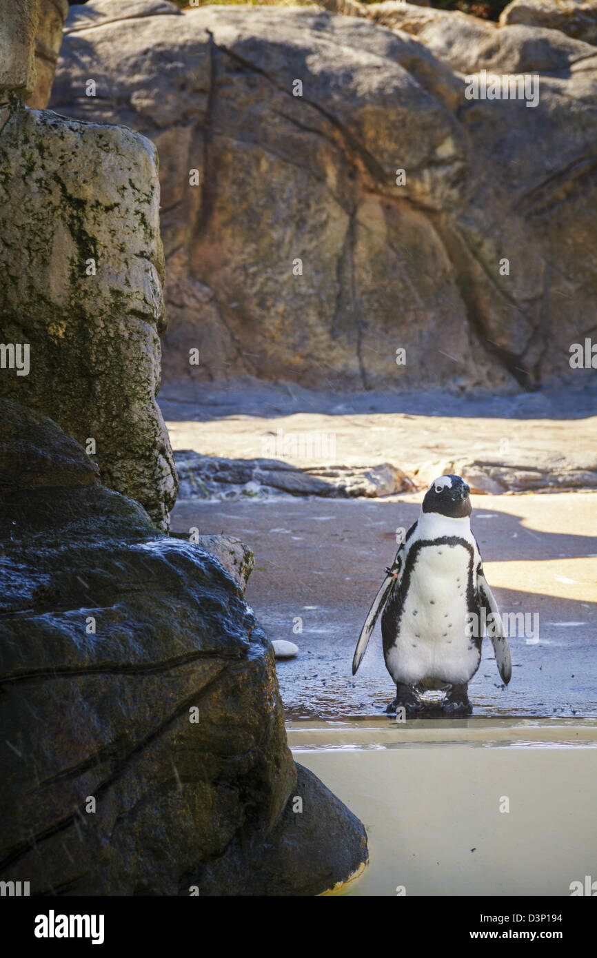Penguin on beach Stock Photo - Alamy