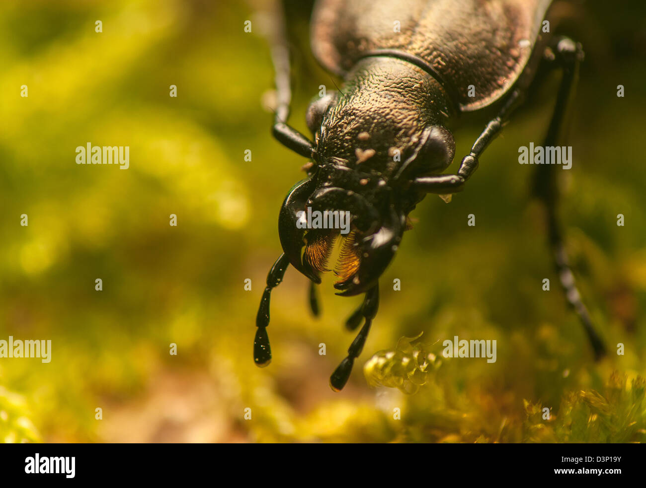 Eye leg armor chitin nature antennae hi-res stock photography and ...