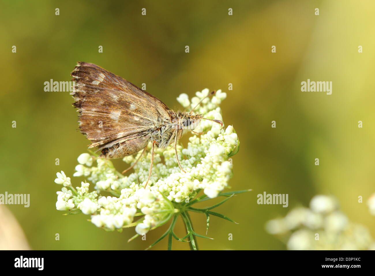 beautiful butterly in the nature Stock Photo - Alamy