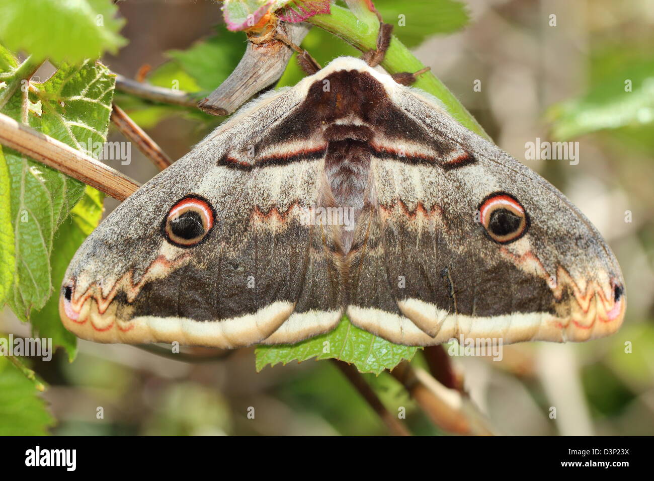 beautiful butterly in the nature Stock Photo - Alamy