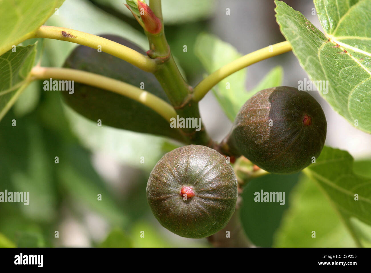 Picture shows fruits on fig hi-res stock photography and images - Alamy