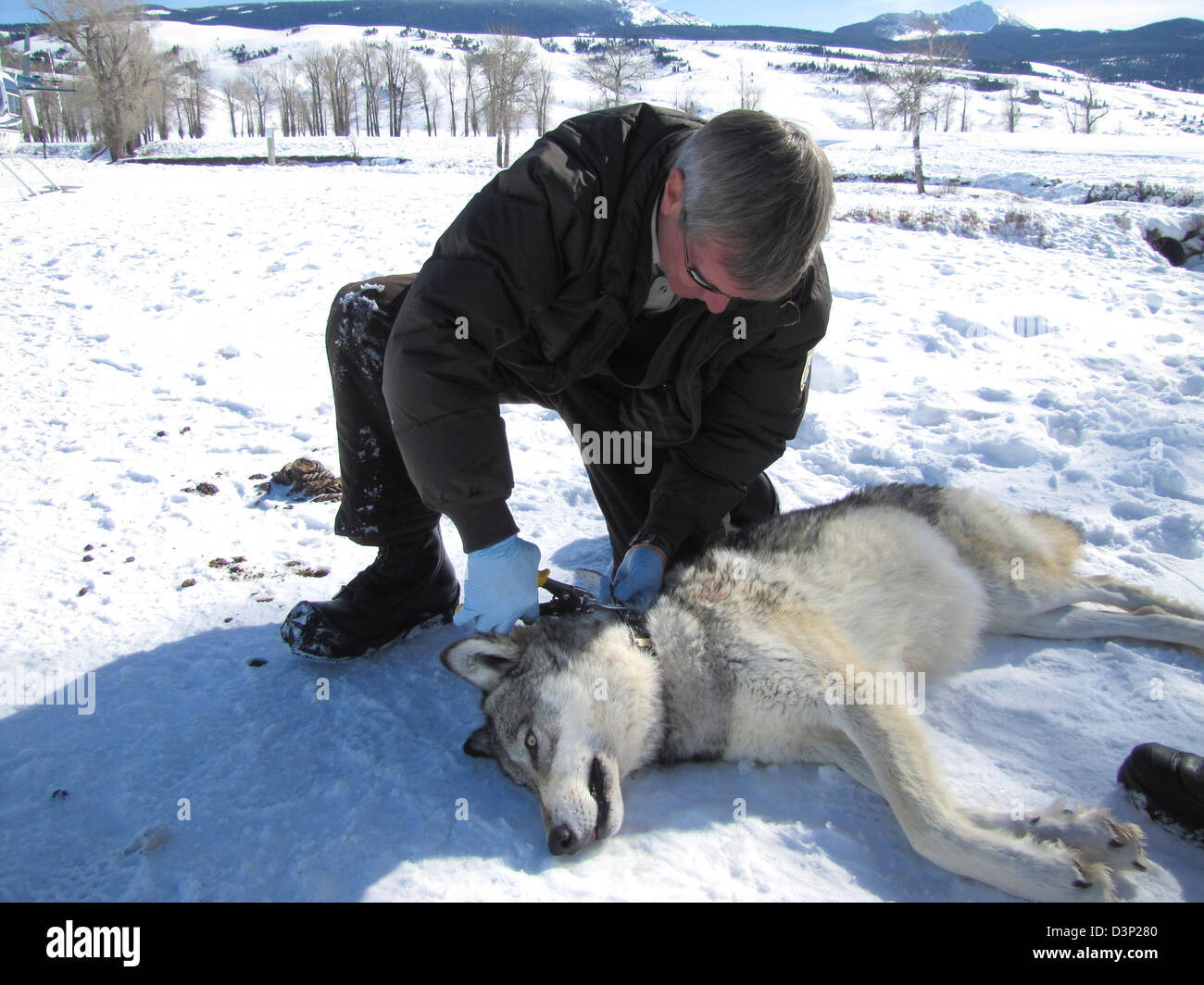 Wolf collaring hi-res stock photography and images - Alamy