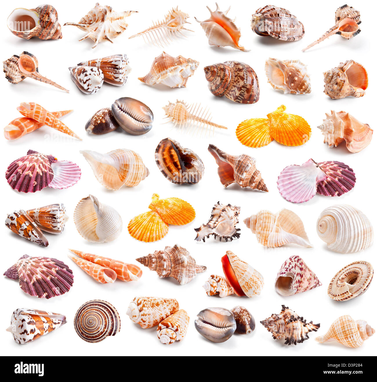 Seashell assortment hi-res stock photography and images - Alamy