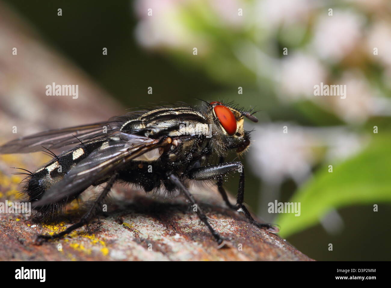 fly in the nature Stock Photo - Alamy