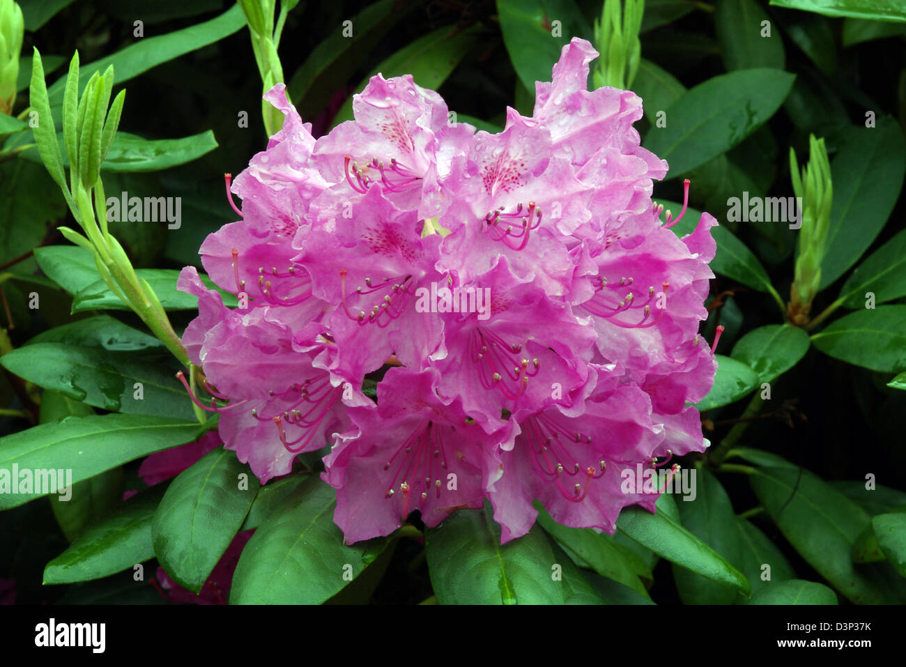 Blooming rhododendron pictured in summer 2006. Photo: Hermann Josef ...