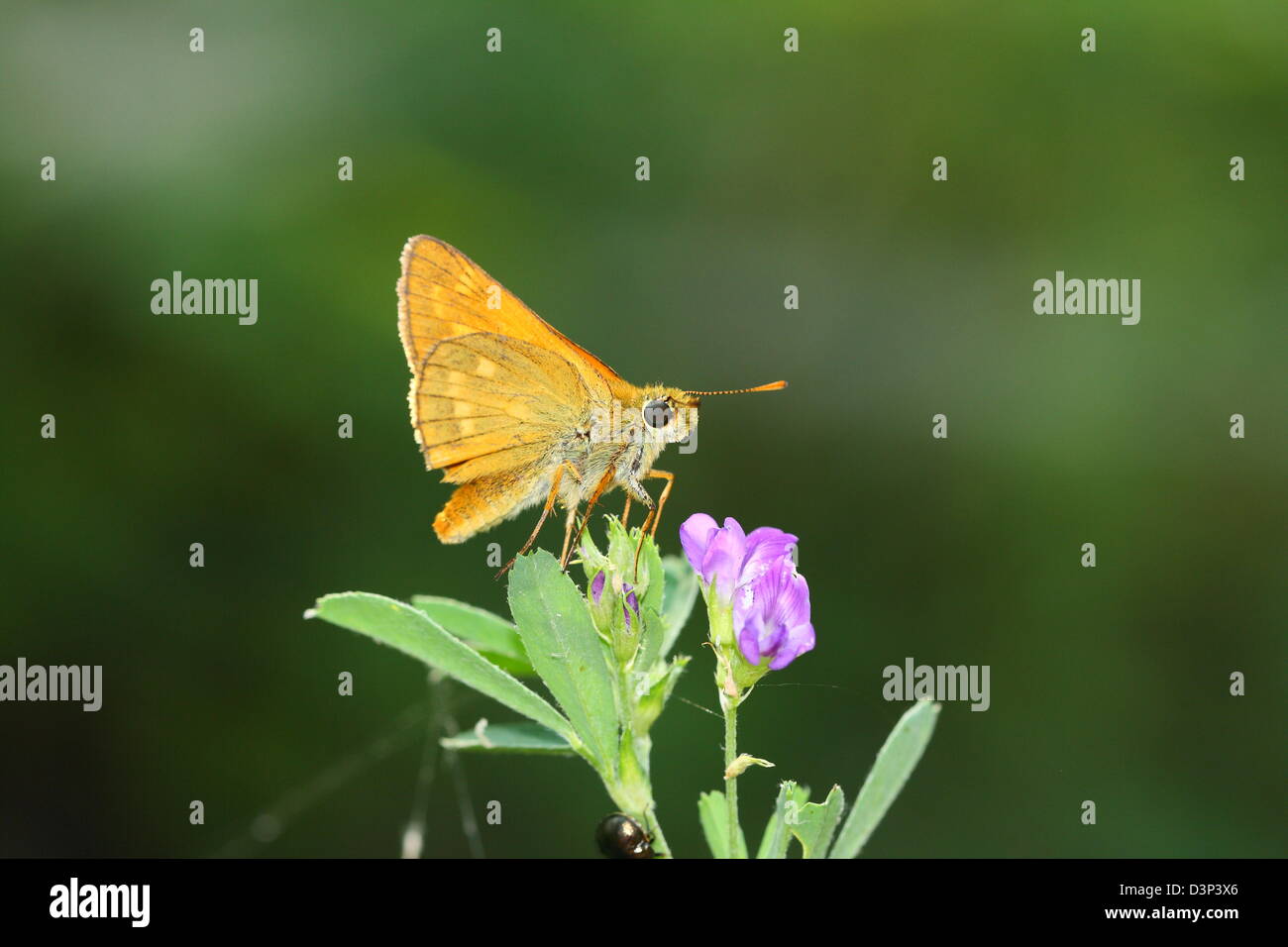 Monarch butterly nature hi-res stock photography and images - Alamy