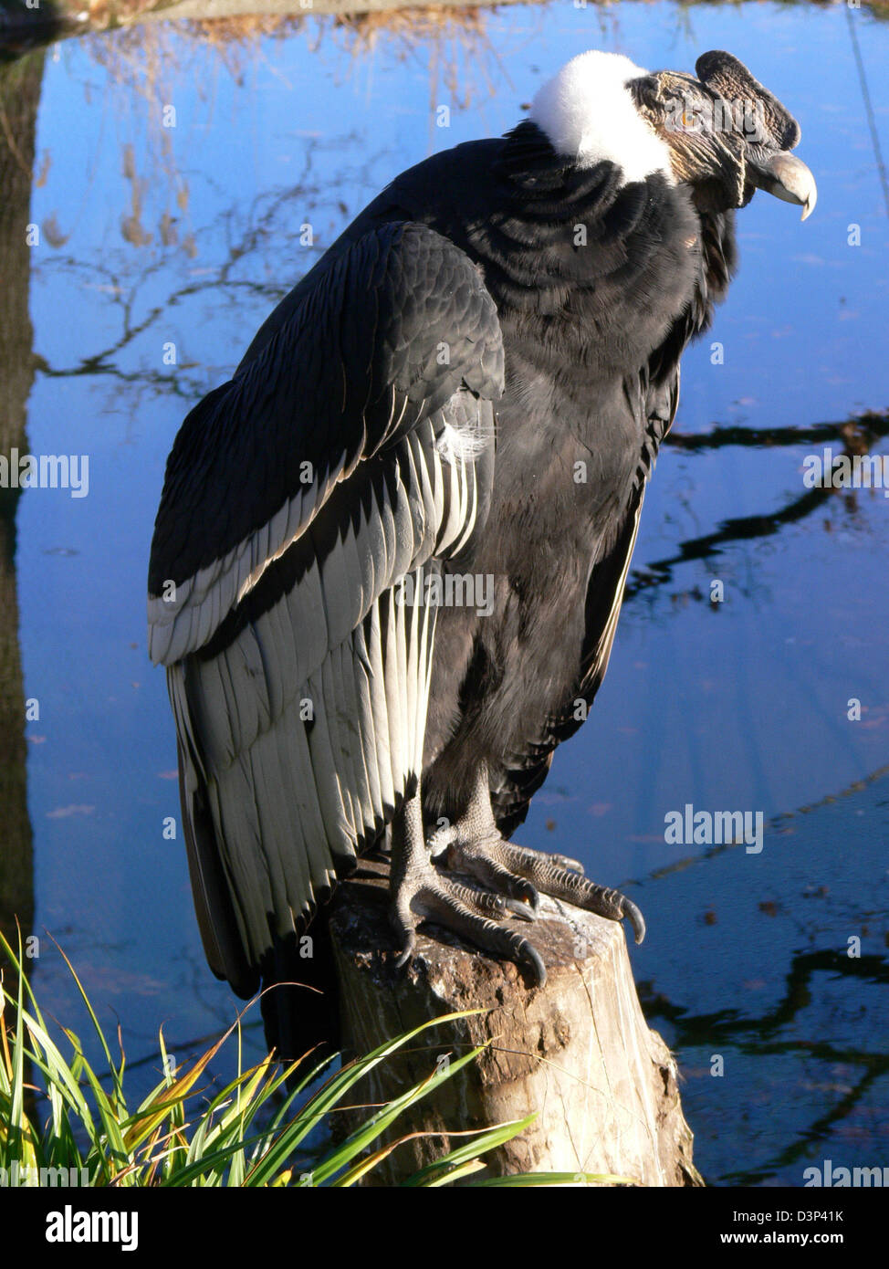 (dpa file) The photo shows a Condor (lat.: Vultur gryphus) on a tree ...