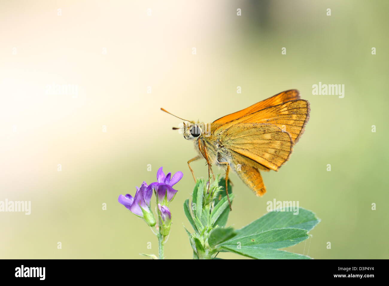 beautiful butterly in the nature Stock Photo - Alamy