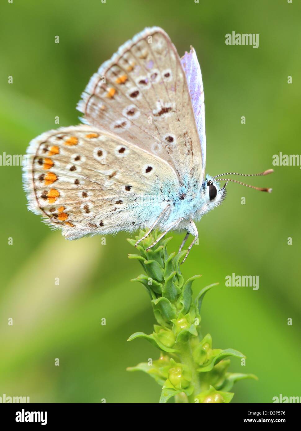 Butterly pattern hi-res stock photography and images - Alamy