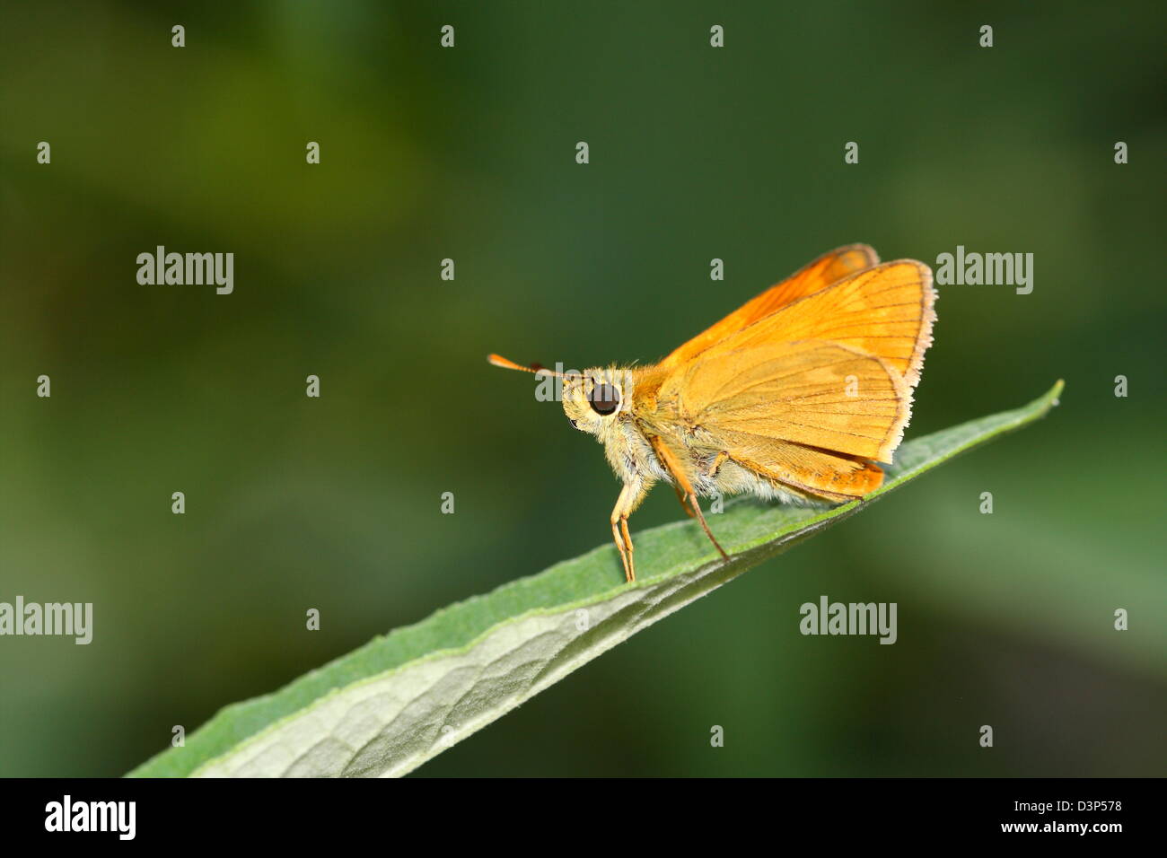 beautiful butterly in the nature Stock Photo - Alamy