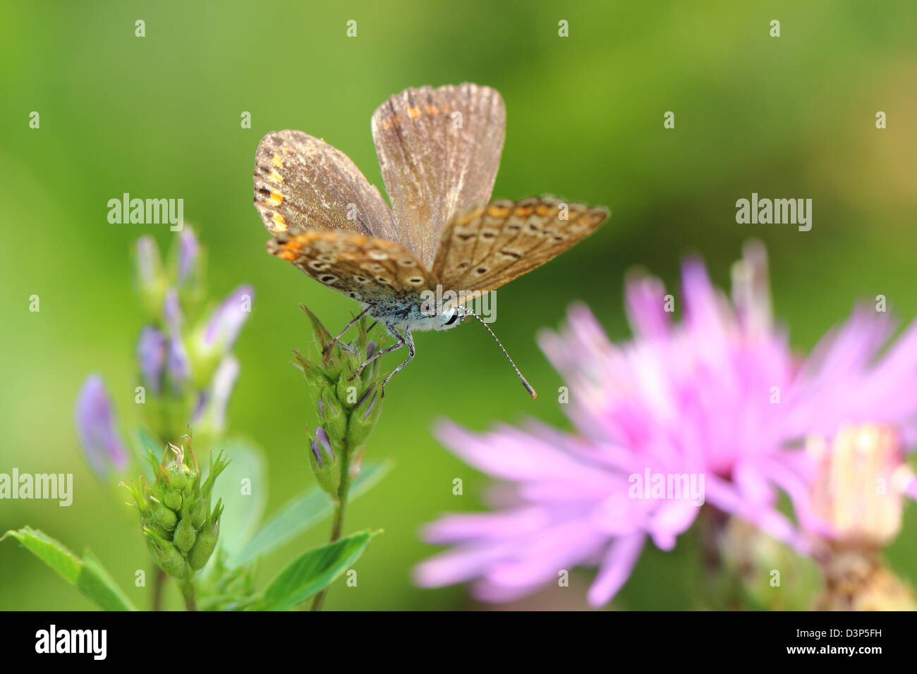 beautiful butterly in the nature Stock Photo - Alamy