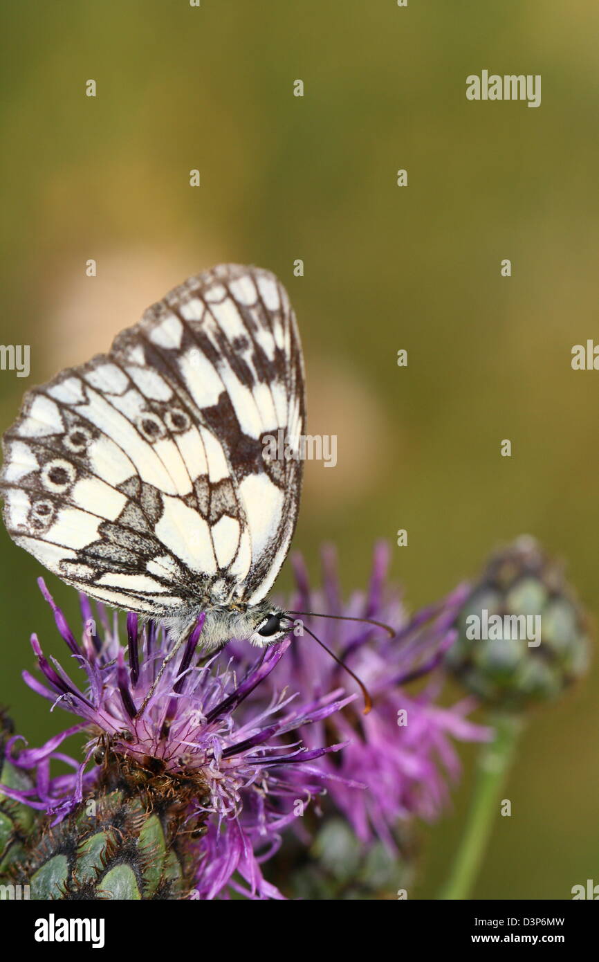 beautiful butterly in the nature Stock Photo - Alamy