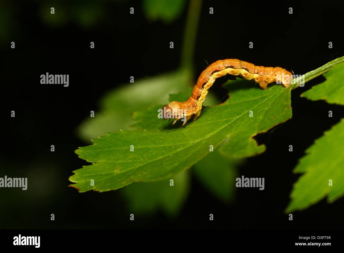 beautiful larva in movement Stock Photo - Alamy