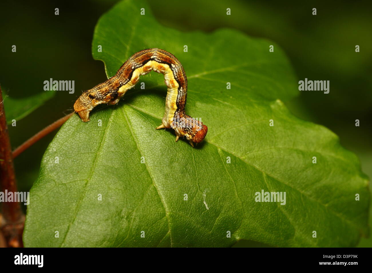 beautiful larva in movement Stock Photo - Alamy