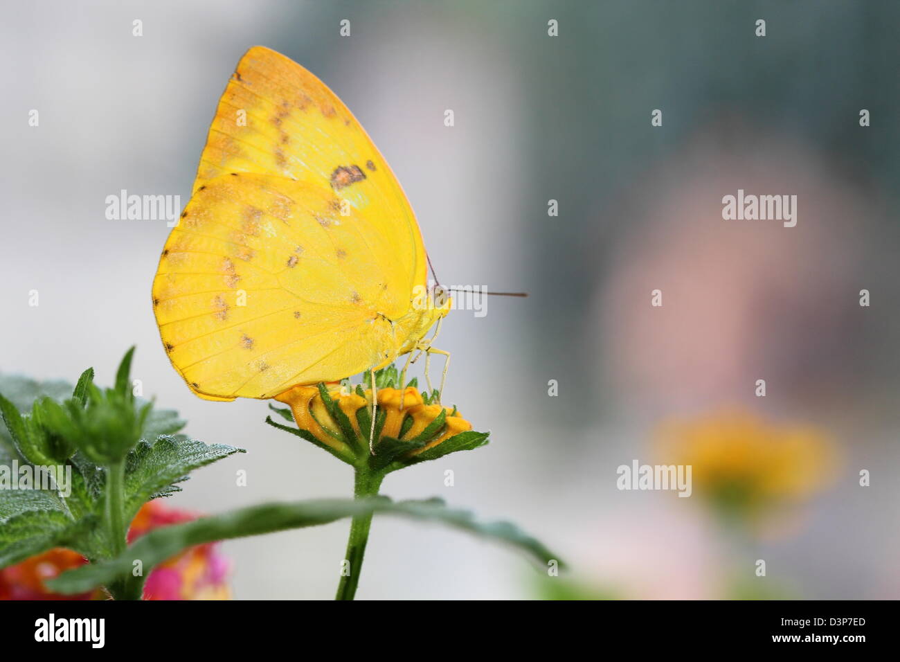 beautiful butterly in the nature Stock Photo - Alamy